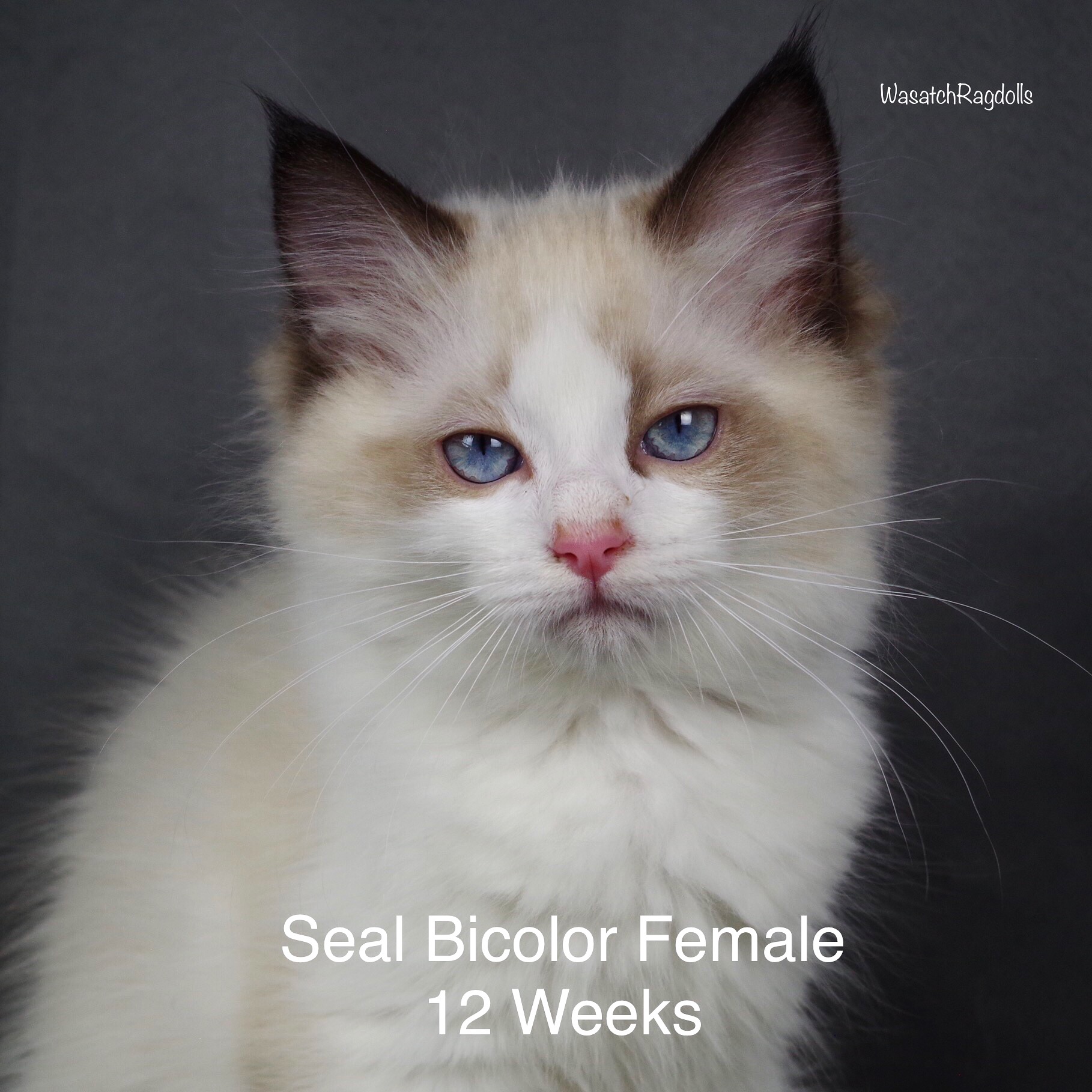 733D7E5F-DA2C-4BFB-BF6B-9AE3AD36D95A | Wasatch Ragdolls