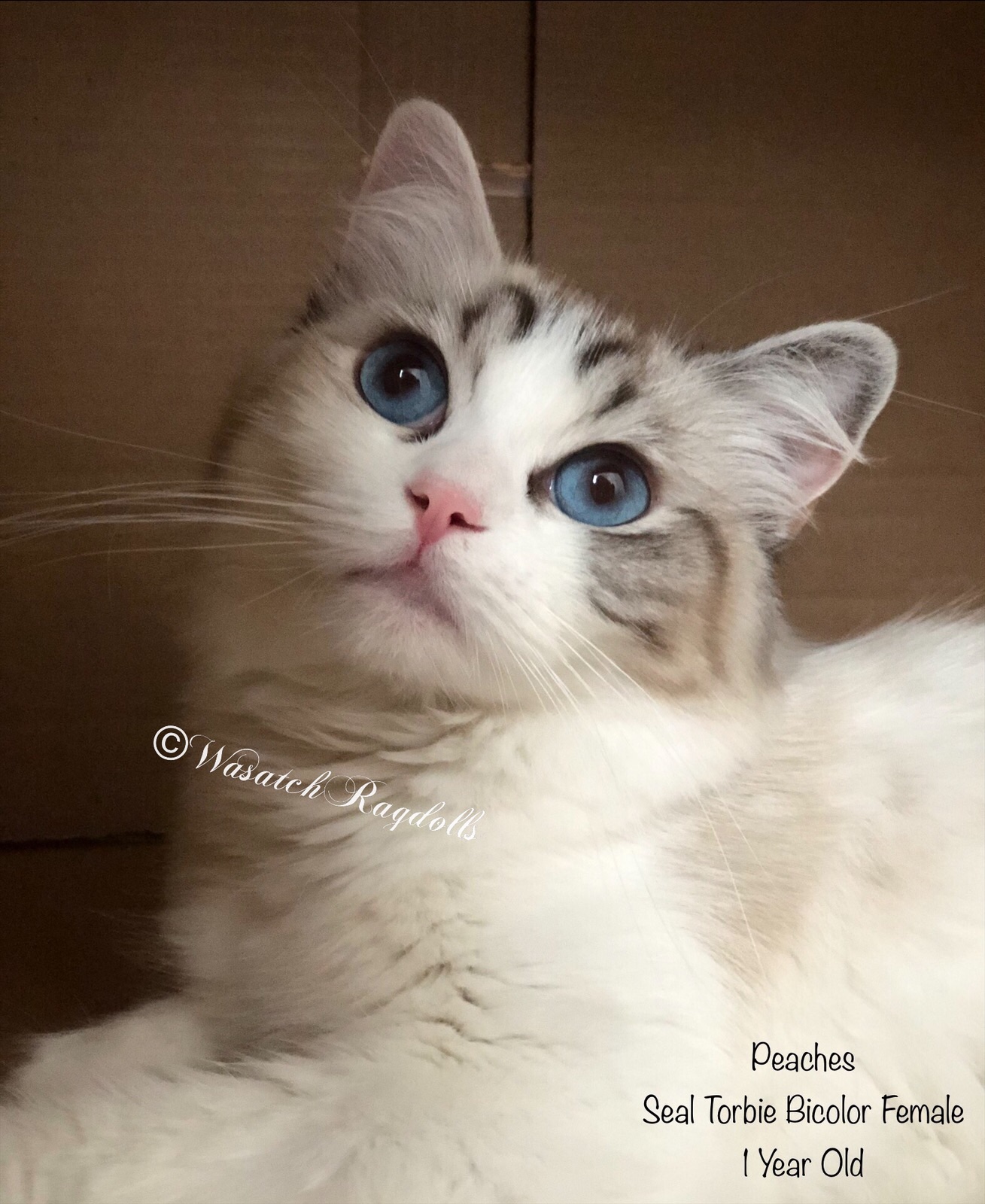 Peaches | Wasatch Ragdolls