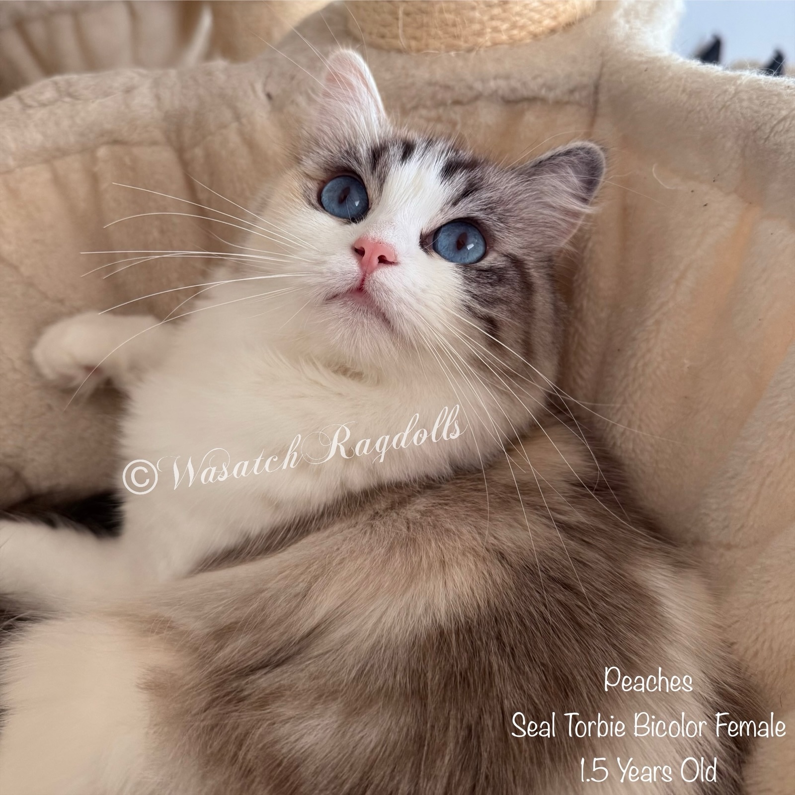 Peaches | Wasatch Ragdolls